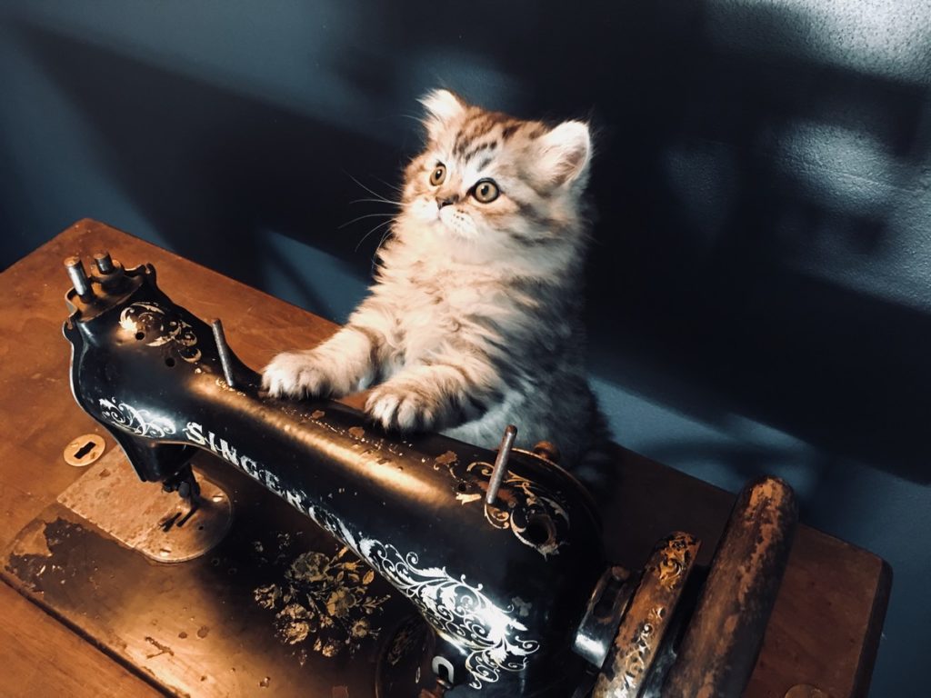 Photos et vidéos chatons scottish fold - Elevage Scottish Fold & Munchkin