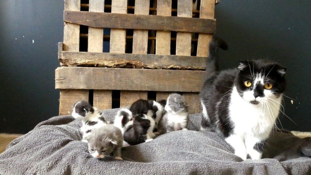 Naissances Archives - Elevage Scottish Fold & Munchkin
