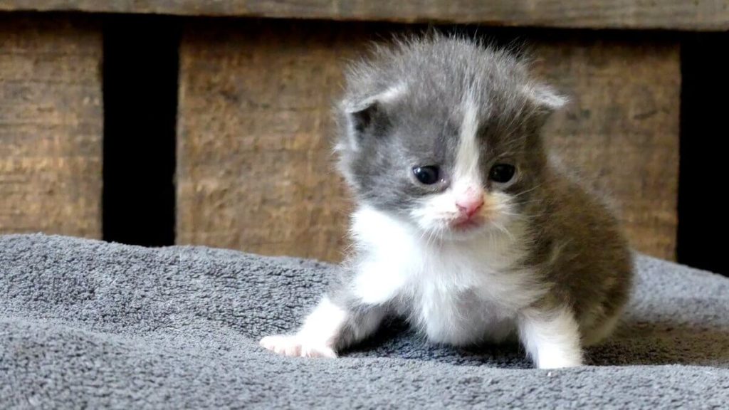 Naissances Archives - Elevage Scottish Fold & Munchkin